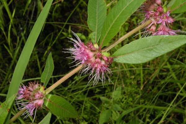 Bareroot Decodon Verticillatus Swamp Loosestrife Water Willow Indoor ...