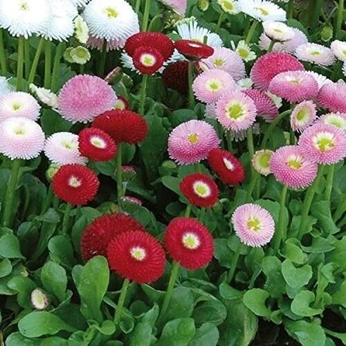 50 English Daisy Super Enorma Mix Seeds Fresh Indoor Outdoor Garden