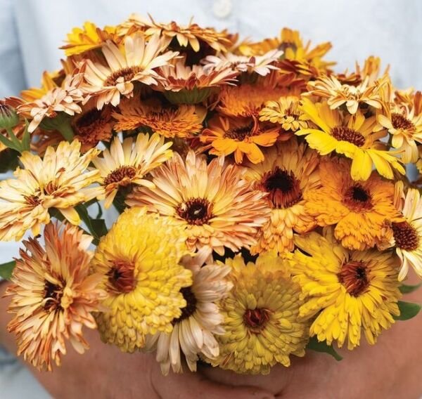 40 Calendula Flashback Mix Seeds Fresh Indoor Outdoor Garden