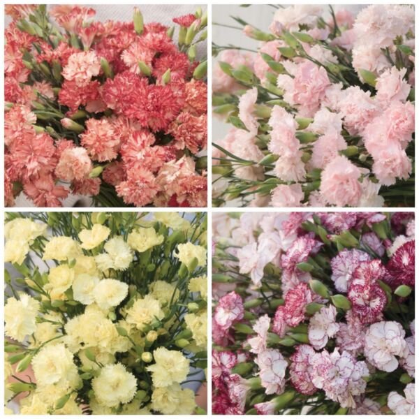 Carnation Variety Orange Sherbet Marie La France Benigna 100 Seeds Each ...