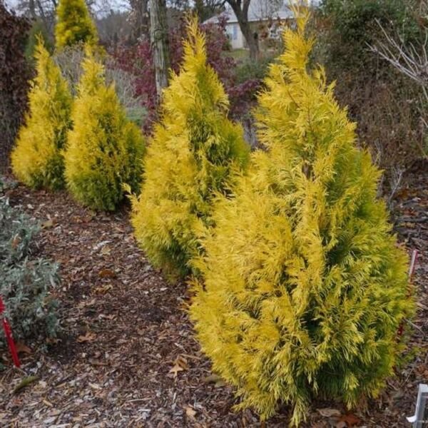 Thuja Arborvitae Fluffy Plicata Evergreen Live Plant 4" Pot Indoor ...