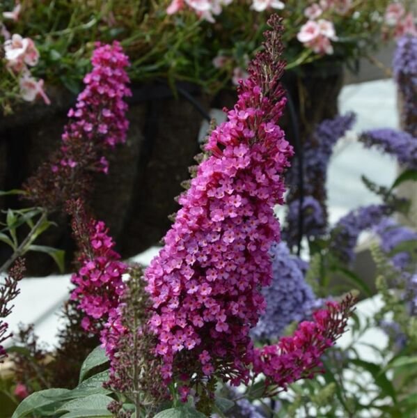 Buddleia Butterfly Buzz Bush Velvet Heavy Blooms Short Compact Gallon ...