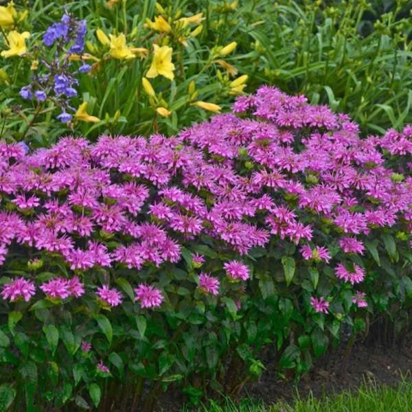 Monardas Sugar Lilac Buzz Purple Lollipop Balm Bee Live Plant Quart Pot Indoor Outdoor Garden