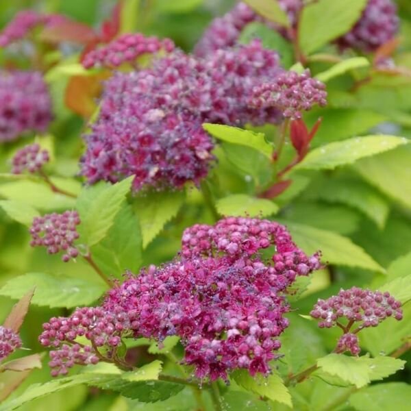 Spiraea Double Play Dolly Japonica Durable Care In Live Plant 4" Pot ...