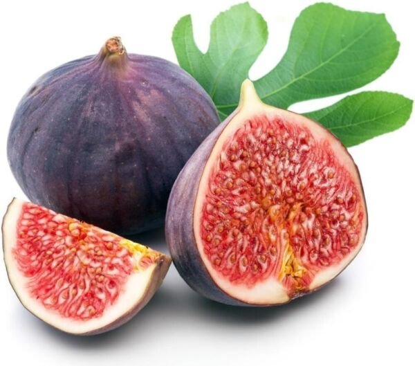Ficus Fignominal Carica Tree Fig Hybrids Medium Sized Live Plant 4" Pot ...