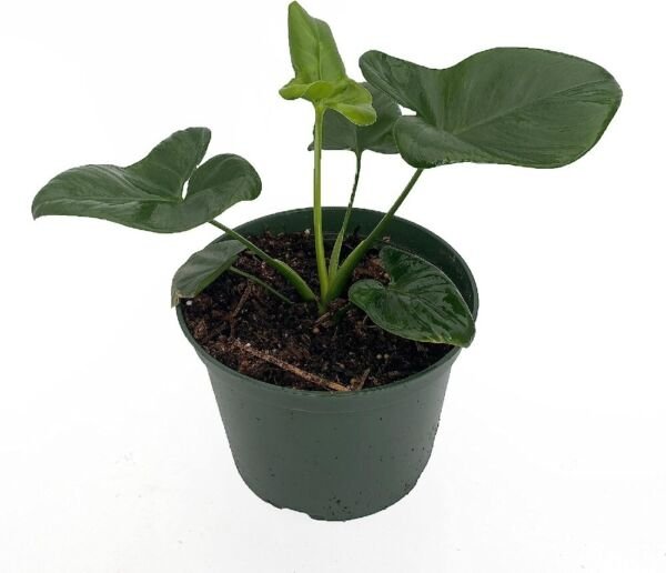 Philodendron Thaumatophyllum Finger Spruceanum Goeldi Trending Live ...
