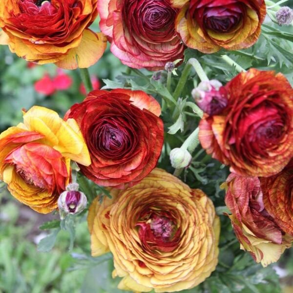 Ranunculus Cafe Au Lait Sumptuous Ruffled Buttercup S 8/+ Cm 10 Bulb ...