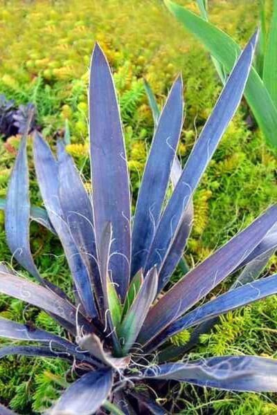 Yucca Magenta Purple Foliage Aloifolia Magic Or Live Plant 4" Pot ...