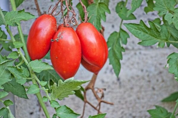 Tomato Lycopersicons Esculentums Variety Spitze Paste Romanian 20 Seeds ...
