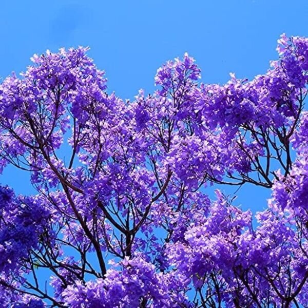 Jacaranda Mimosifolia Tree Jacaranda Live Plant Indoor Outdoor Garden