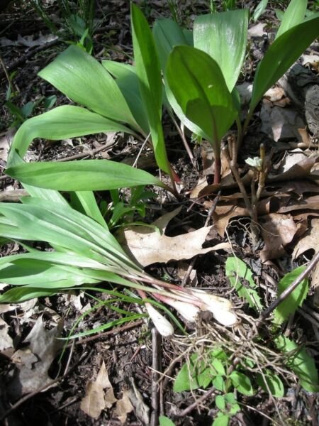 Allium Ramps Wild Tricoccum Only Bulbs Leeks Wild Organically Grown 15 ...