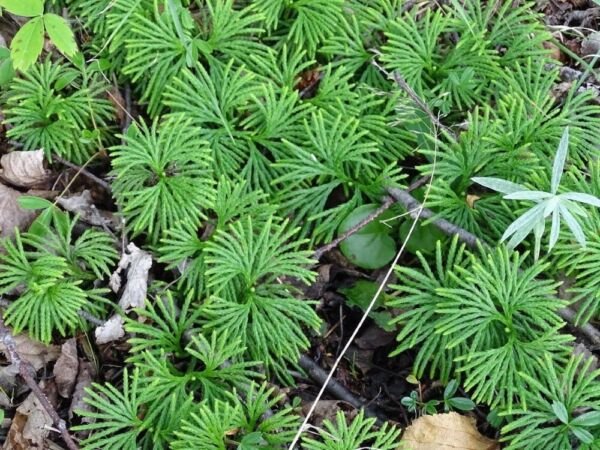 Lycopodium Fan Complanatum Ground Cover Evergreen Vine 15 Clubmoss ...