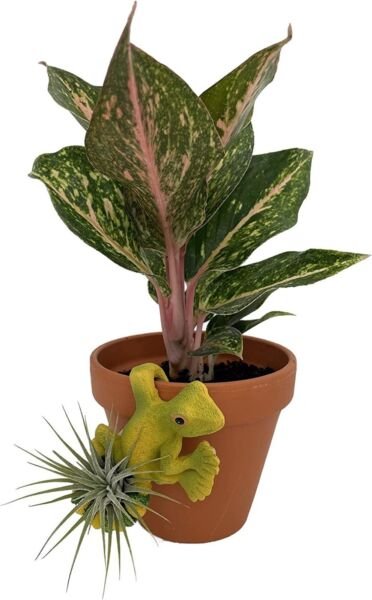 Tillandsias Air Yellow Pot Lizards Pals Ceramic Live Plant With Hanging ...