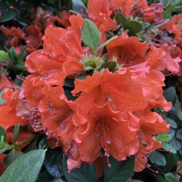 Azaleas Mundo Perfectos Rebloomings Orange Landscapes Live Plant 4" Pot ...