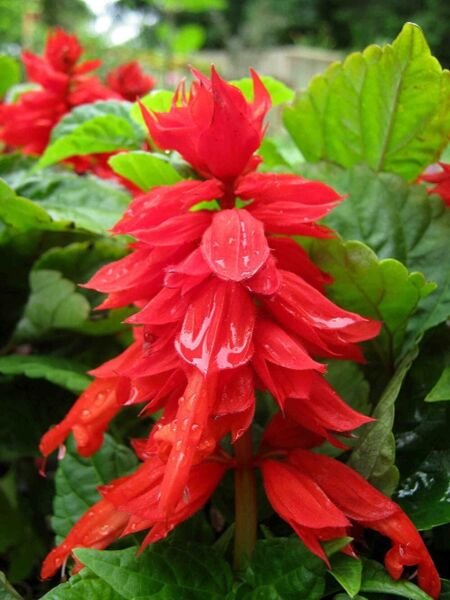 Salvia Improved Mojave Bright Red Flower Deep Green Broad Leaf 50 Seed ...
