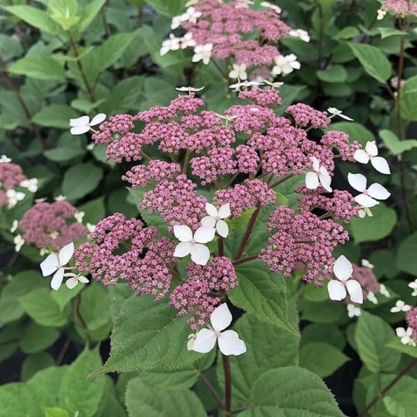 Hydrangea Lace Invincibelle Pink Blooms Smooth Lacecap Flowers Live ...