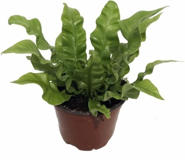 Asplenium Fern Crispy Wave Air Clean Machine Live Plant 4" Pot Indoor ...