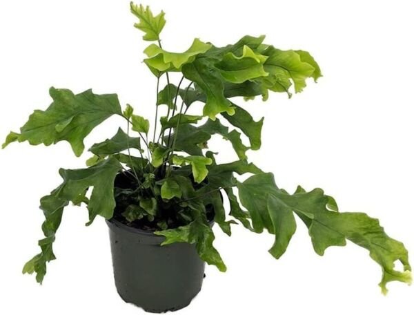 Phlebosia Nicholas Rare Fern Diamond Live Plant 4" Pot Indoor Outdoor ...