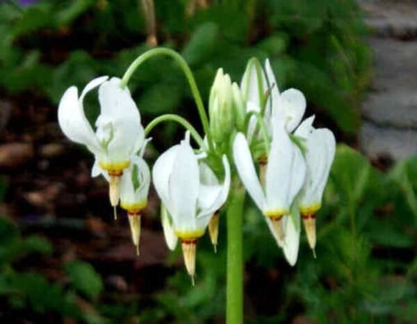Star Shooting Perenial Showy Native Plant Can Be Found In Woodlands 5 ...