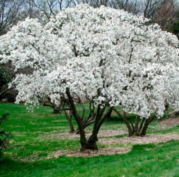 Stellata Magnolia Shrub Like Tree That Produces White Star Shaped ...