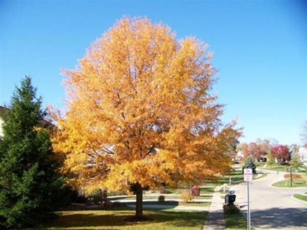 Handsome Oaks With Willow Like Leaves Foliage Is Bright Green Out Quart ...