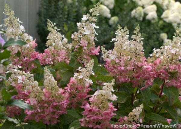 Hydrangea Winky Pinky Paniculata Shrub Two Tone Flower Panicles Quart ...