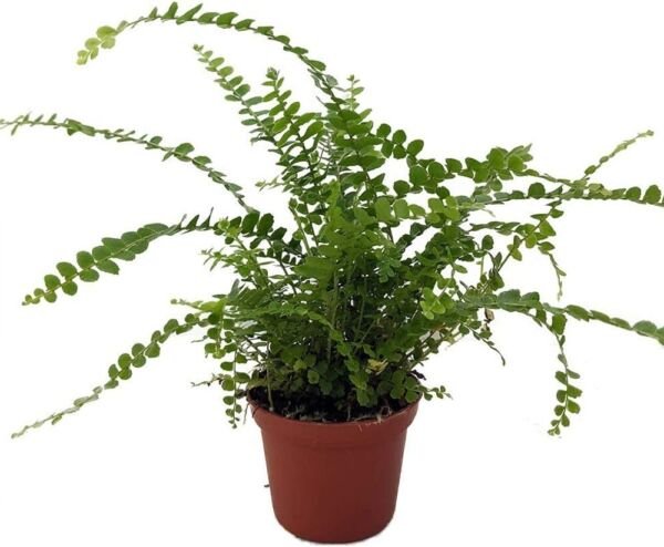 Nephrolepis Button Lemon Duffi Fern Cordifolia Live Plant 25'' Pot ...
