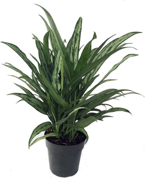 Aglaonemas Evergreens Cutlass Pretty Live Plant 6" Pot Indoor Outdoor ...