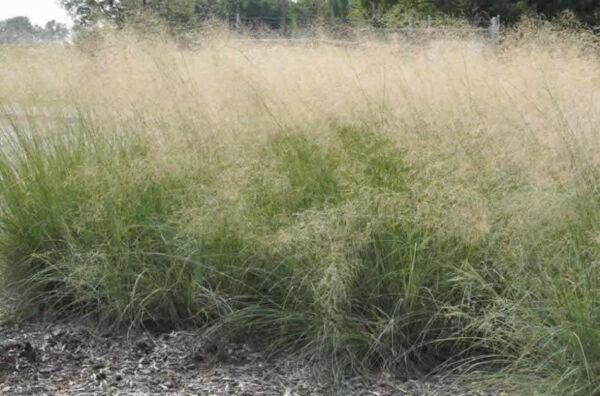 Eragrostis Love Gracefuls Natives Grass Winds Dancer Blue Green Foliage ...