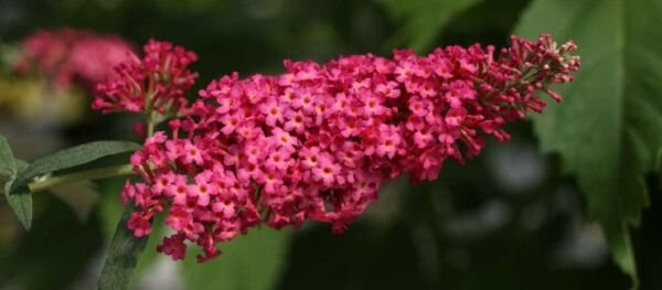 Buddleias Charming Monarch Butterfly Bush Live Plant Gallon Pot Indoor ...