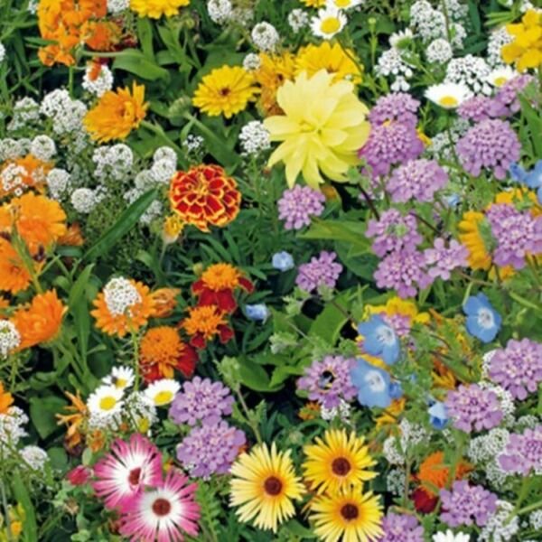 Pollinators Colorfuls Mix Blooms Precious Flower Varyings Heights 10 ...