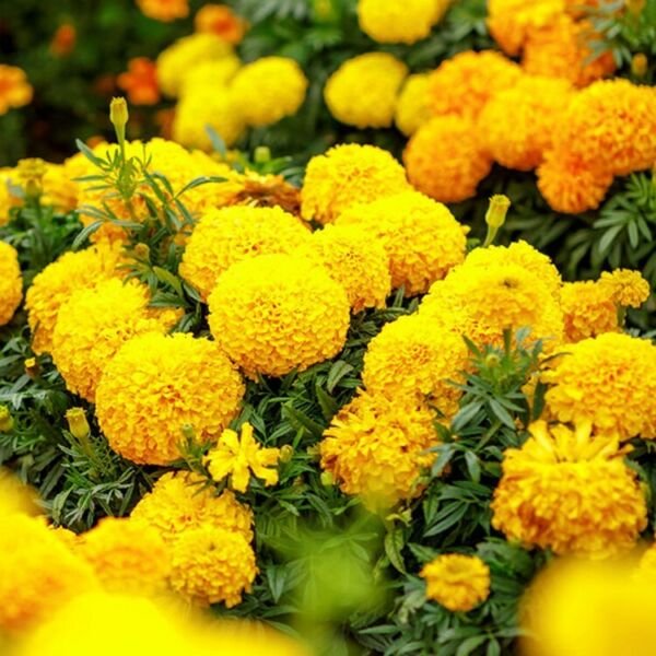 Marigold African Phyllis Botanical Interest Yellow Marigolds 100 Mg ...