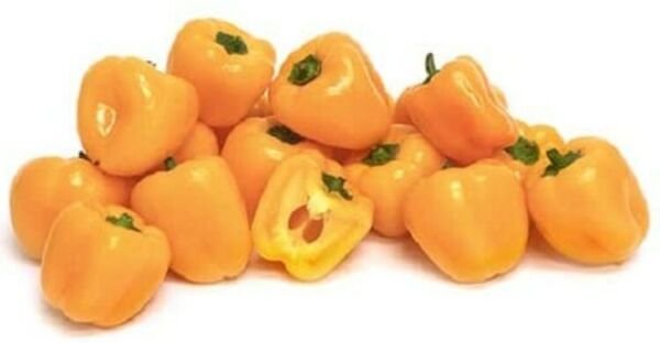 Pepper Sweet Miniature Yellow Bell Shades Of Red Yellow Or Even Purple ...