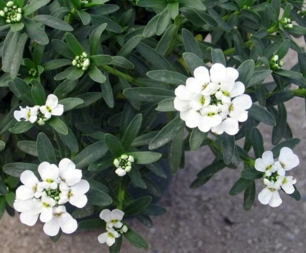 Tiny Leaves Iberis Candytufts World'S Smallest White Live Plant 2.5 ...