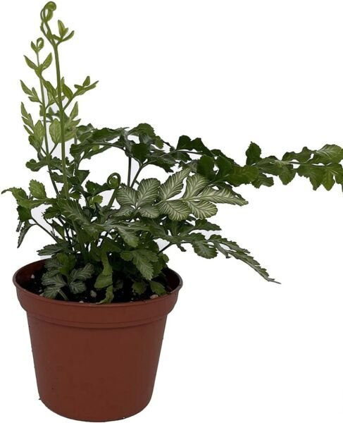 Ensiformis Lace Pteris Silver Table Fern Τo Grow House Live Plant 2.5 ...