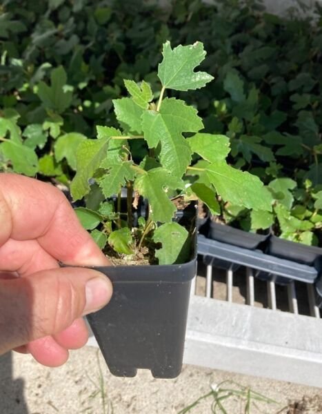 Beer’S Black Dwarf Fig Tree Dwarf Fig Plant Self Fertile Indoor Outdoor ...