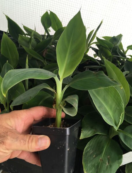 Grand Nain Chiquita Banana Tree Dwarf Live Banana Plant Large Bunches ...