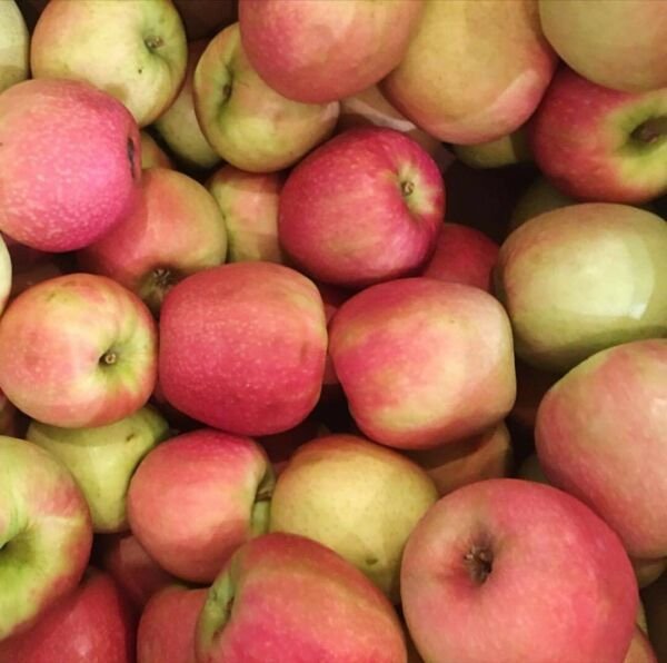 1 Pink Lady Apple Tree Live Plant 18-30" Tall Indoor Outdoor Garden