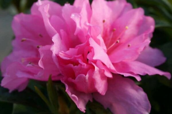 4 Pink Ruffles Azalea Live Plant Starter Plug Indoor Outdoor Garden