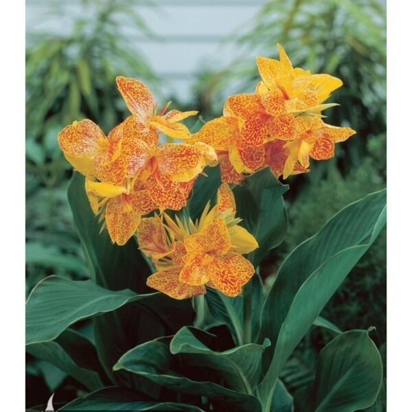 Canna Lily Dwarf Variety Golden Lucifer 32-35" Tall 1 Rhizome Plant ...