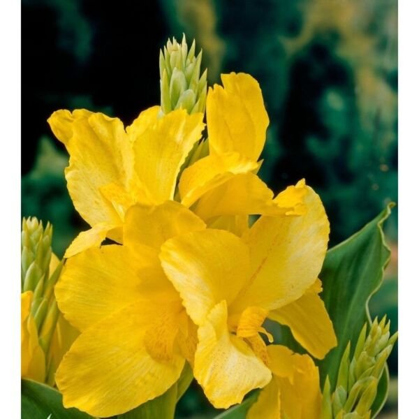 Canna Lily Yellow King Humbert Red Green Leaf 48-52" Tall 1 Rhizome ...