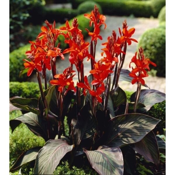 Canna Lily Dwarf Variety Eric Neubert Orange Flowers 32-36" Tall 1 ...