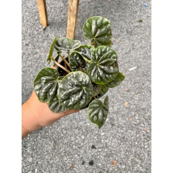 Peperomia Caperata Emerald Ripple 4" Pot Live Plant Indoor Outdoor Garden