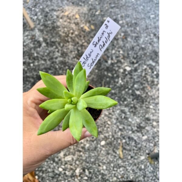 Succulent Sedum Adolphii Golden Glow 2" Pot Live Plant Indoor Outdoor ...