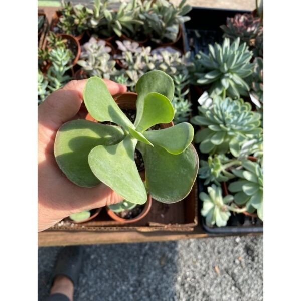 Succulent Flap Jacks Paddle Plant Or Kalanchoe Thyrsiflora 3" Pot Live ...
