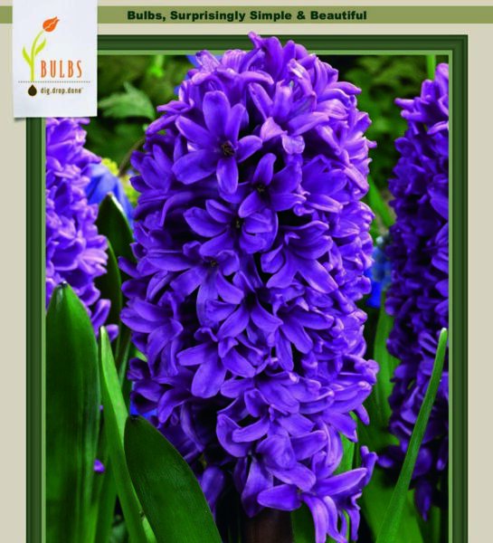 Miss Saigon Hyacinth 5 Bulbs 15/16 Cm Bulbs Indoor Outdoor Garden
