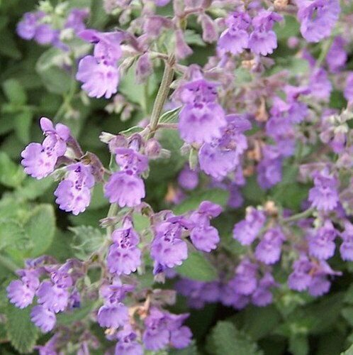 Walker'S Low Catmint Nepeta Faassenii Live Plant Gallon Pot Indoor ...