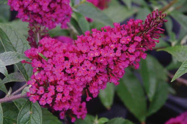 Buzz Hot Raspberry Butterfly Bush Compact Heavy Blooms Gallon ...