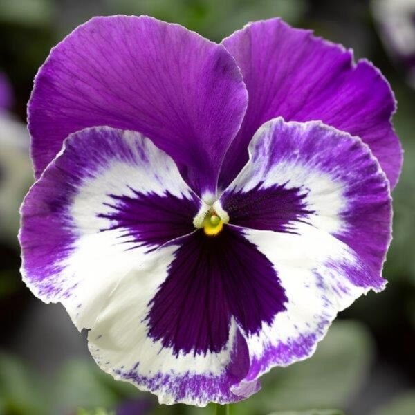 50 Pansy Delta Premium Violet White Seeds Fresh Garden
