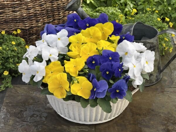 50 Pansy Majestic Giant Clear Mix Flower Seeds Fresh Garden